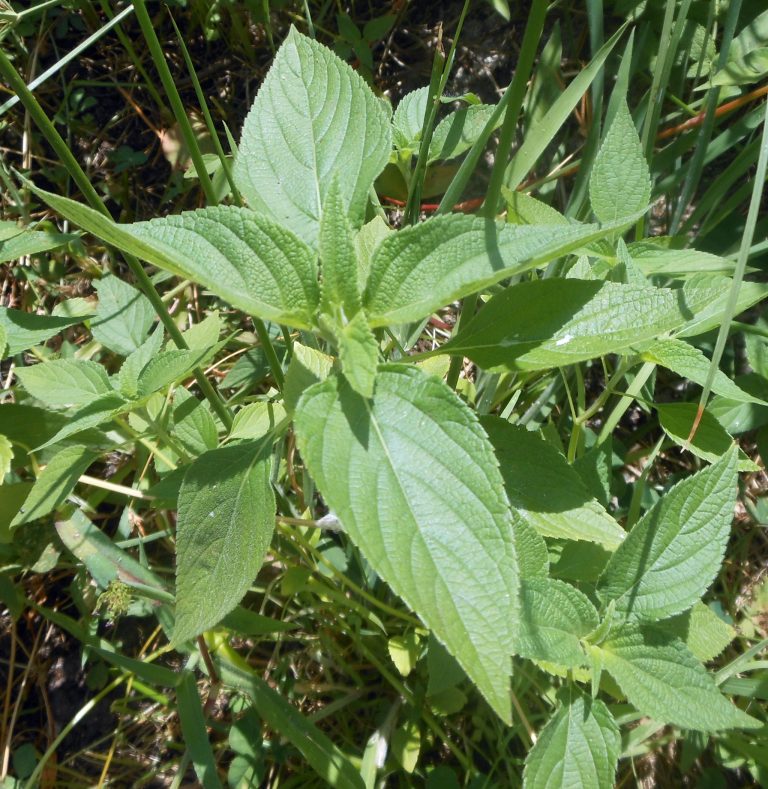 Young Chia Plant | Raw Rob: Raw food, wild food & consciousness